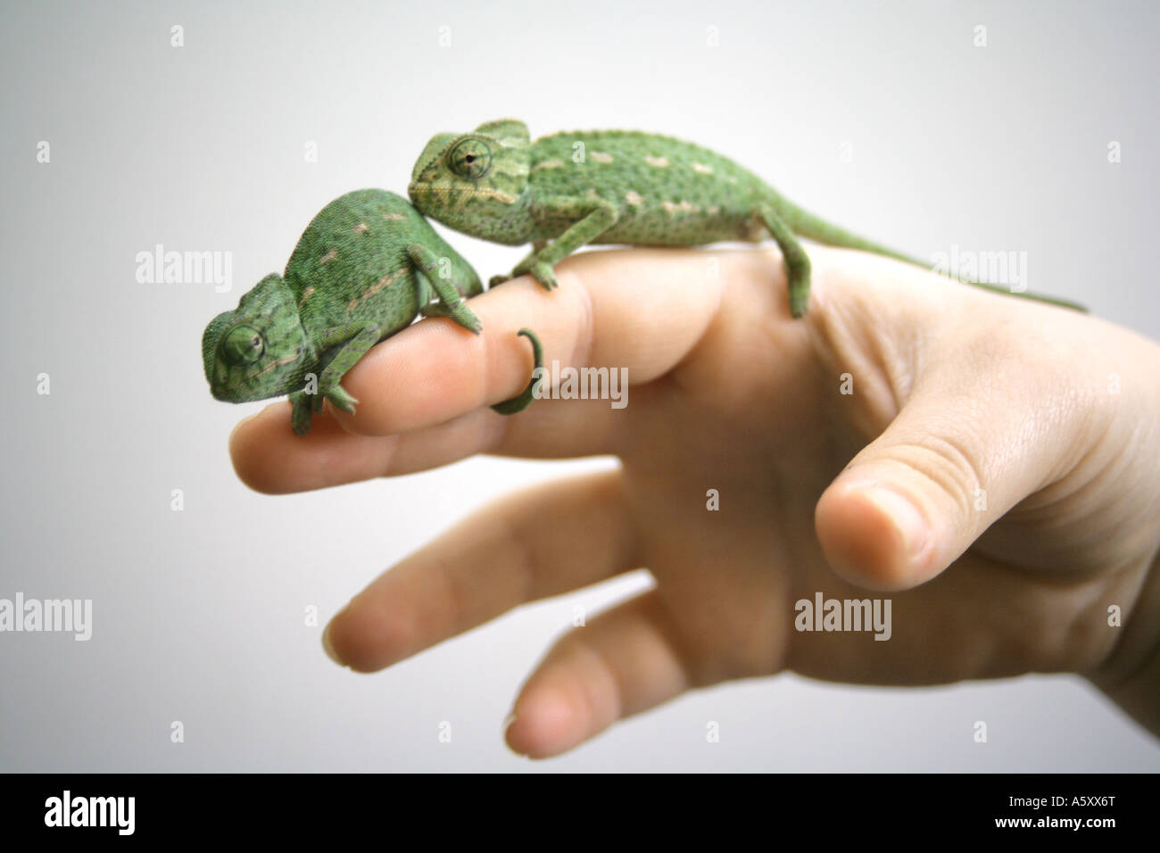 Two chameleons on a hand Stock Photo - Alamy