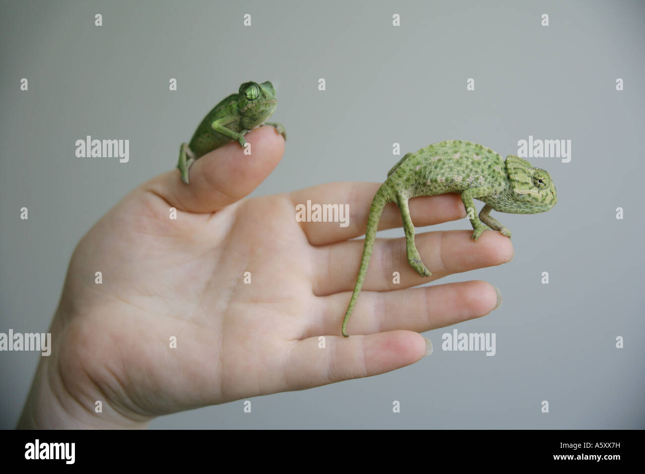 Two chameleons on a hand Stock Photo - Alamy