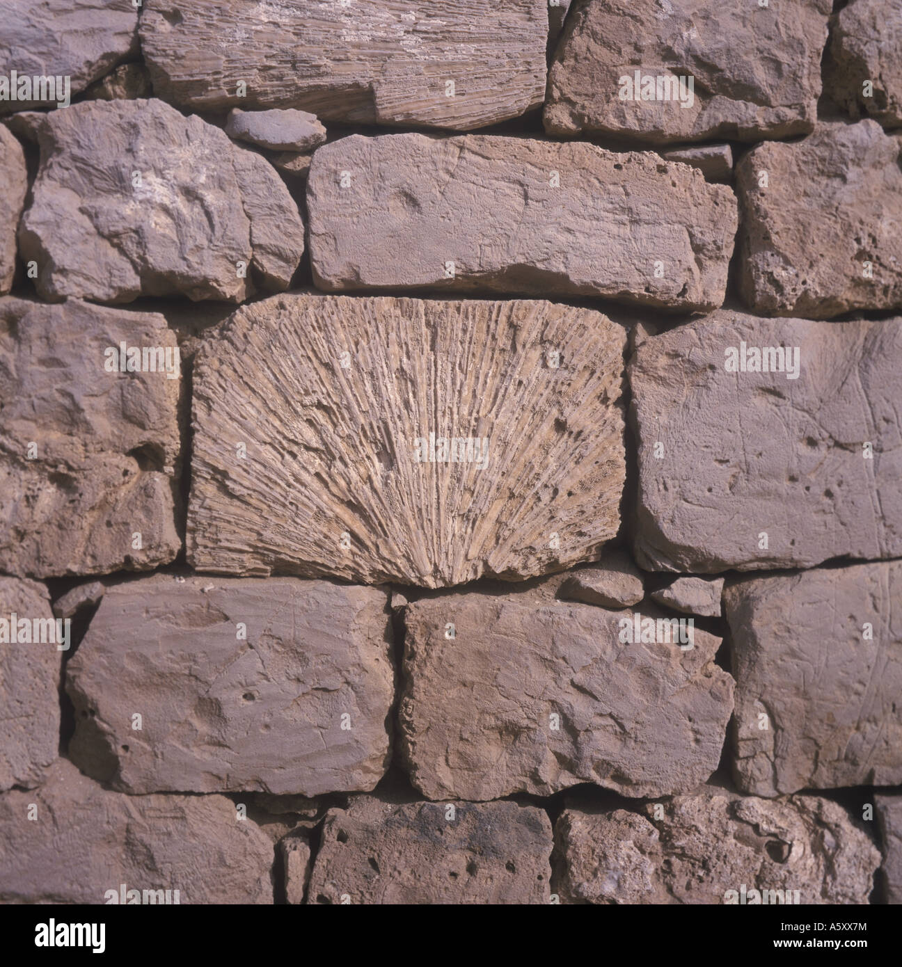 Coral building material hi-res stock photography and images - Alamy