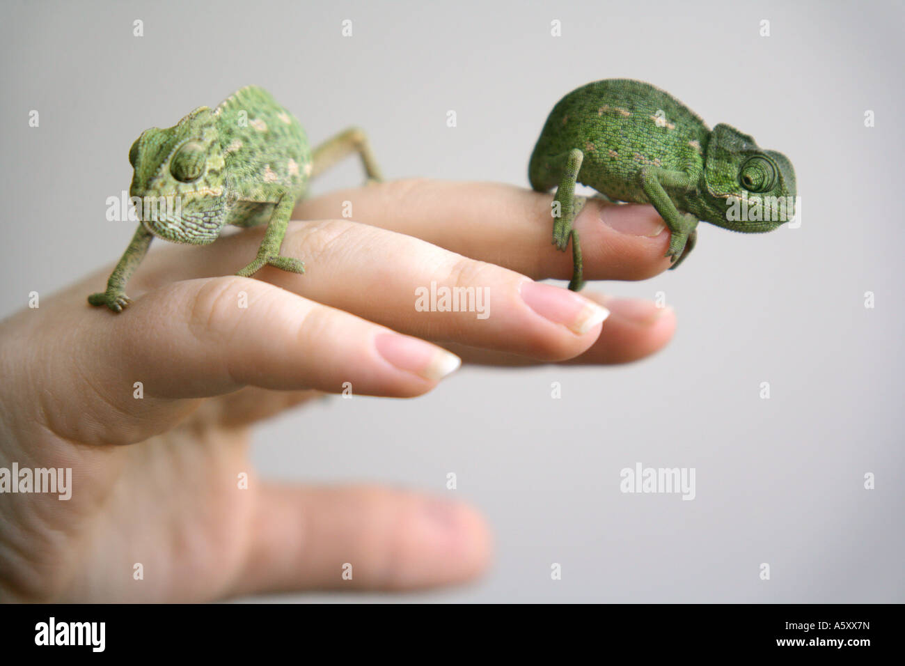 Two chameleons on a hand Stock Photo - Alamy