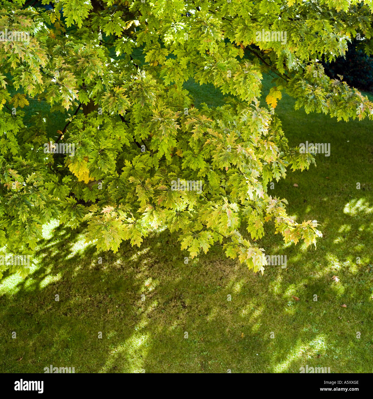 Northern red oak quercus borealis hi-res stock photography and images ...
