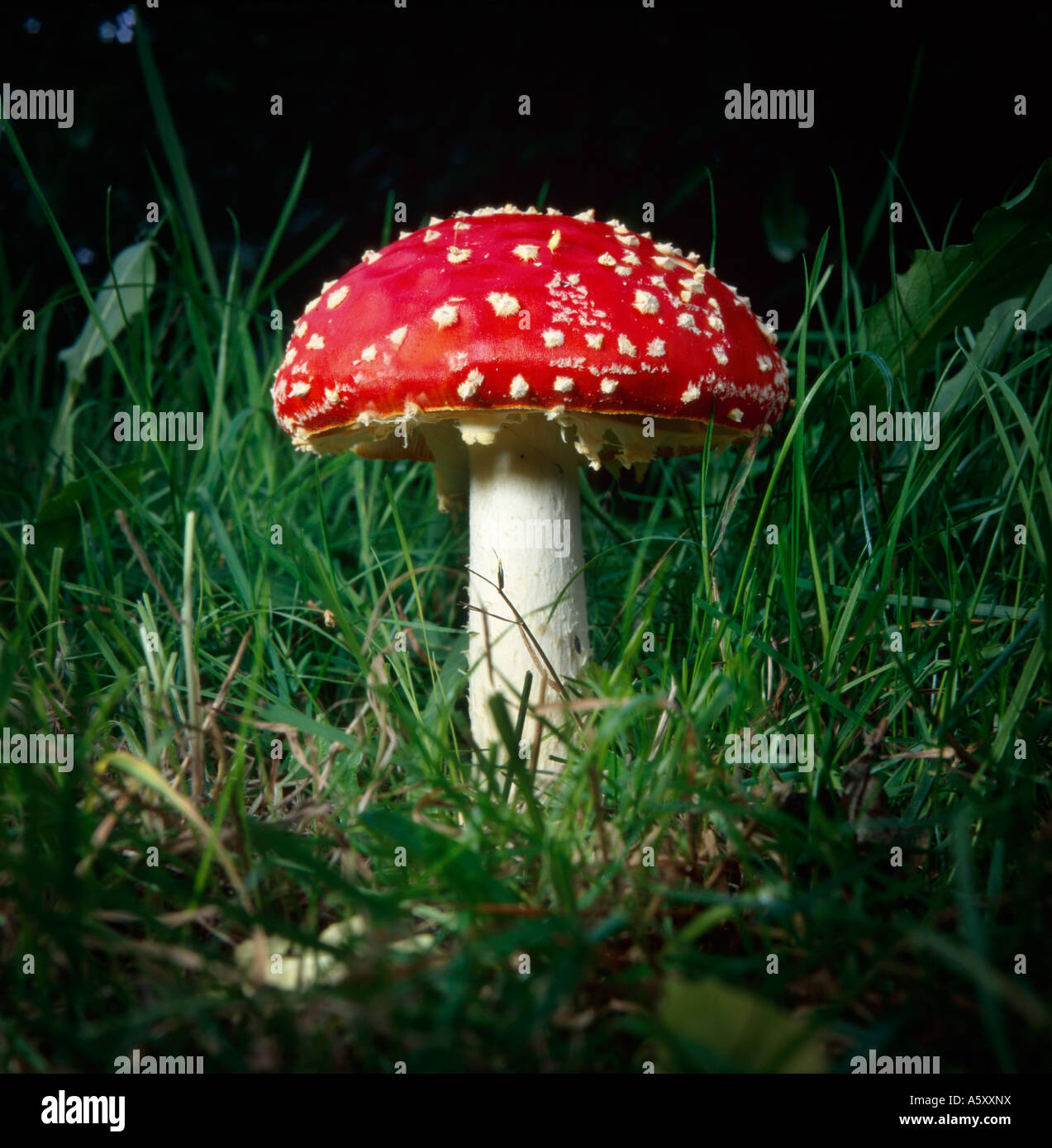 Fly agaric toadstool amanita muscaria Stock Photo - Alamy