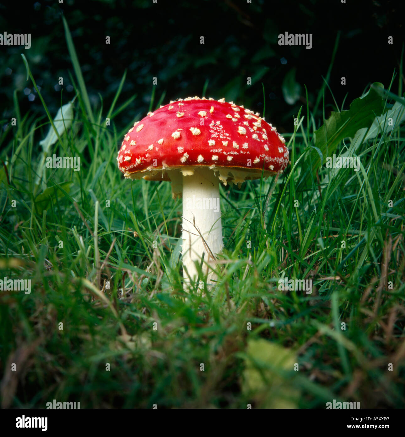 Fly agaric toadstool amanita muscaria Stock Photo - Alamy