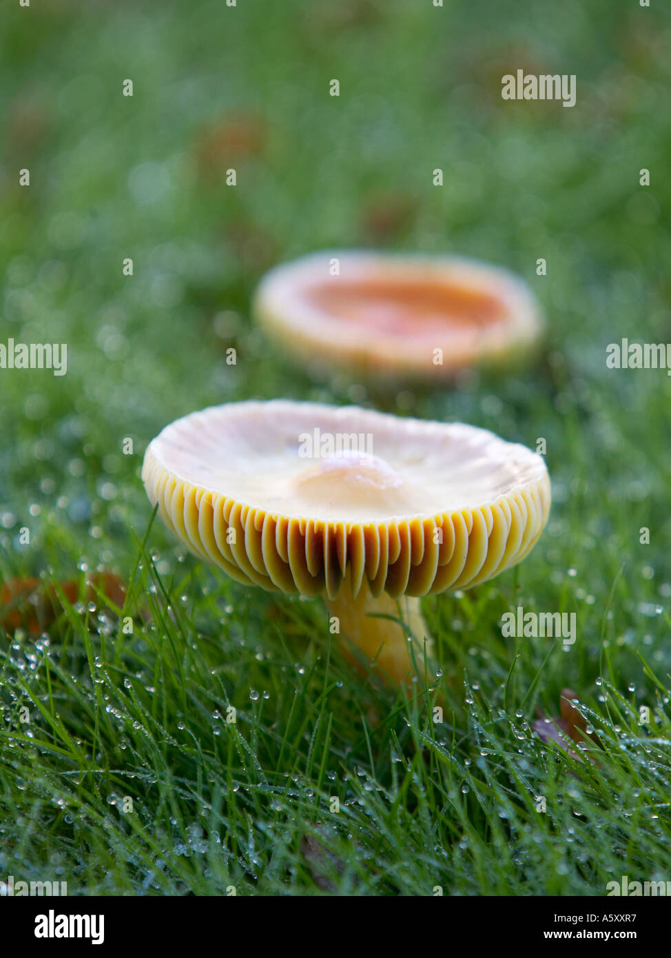 wild funghi , english country garden Stock Photo - Alamy