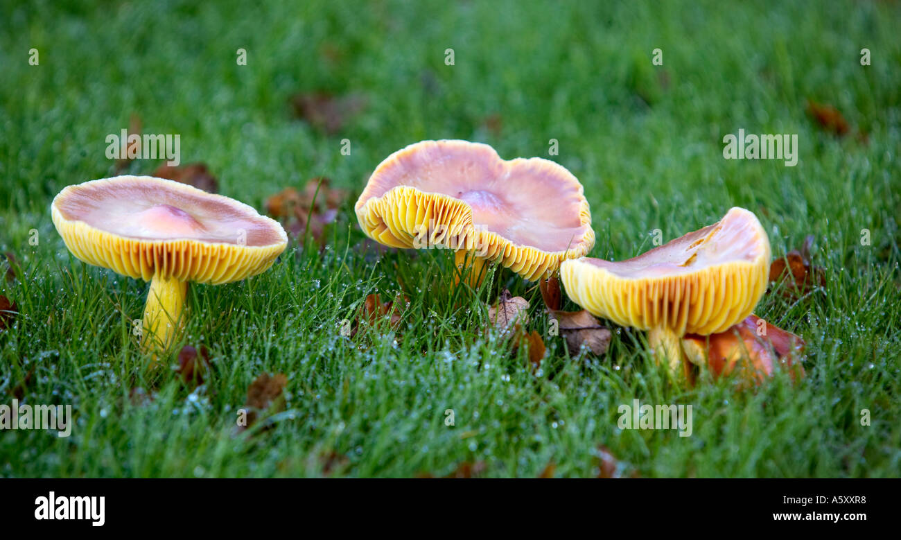Funghi country hi-res stock photography and images - Alamy