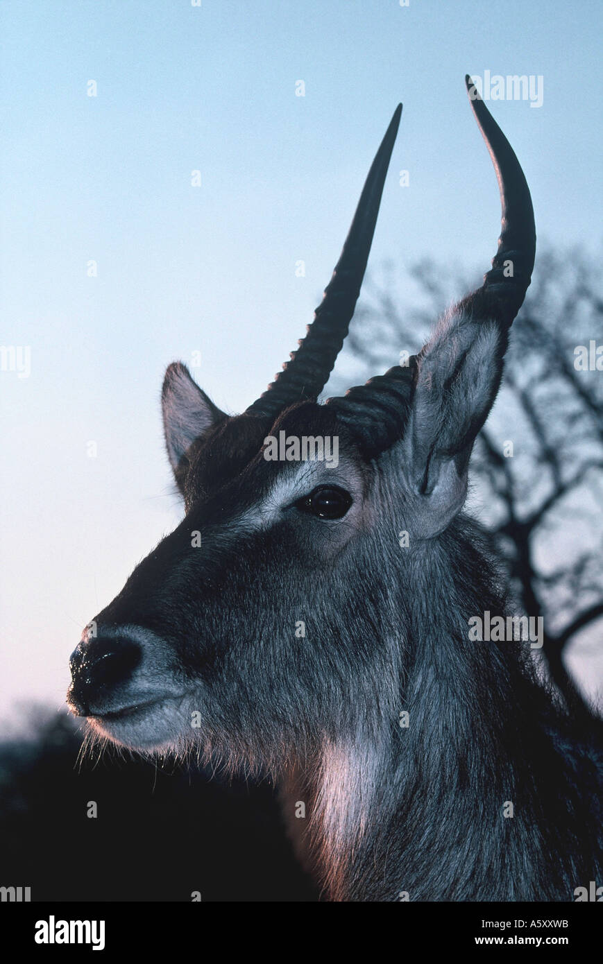 Largest of kobus species hi-res stock photography and images - Alamy