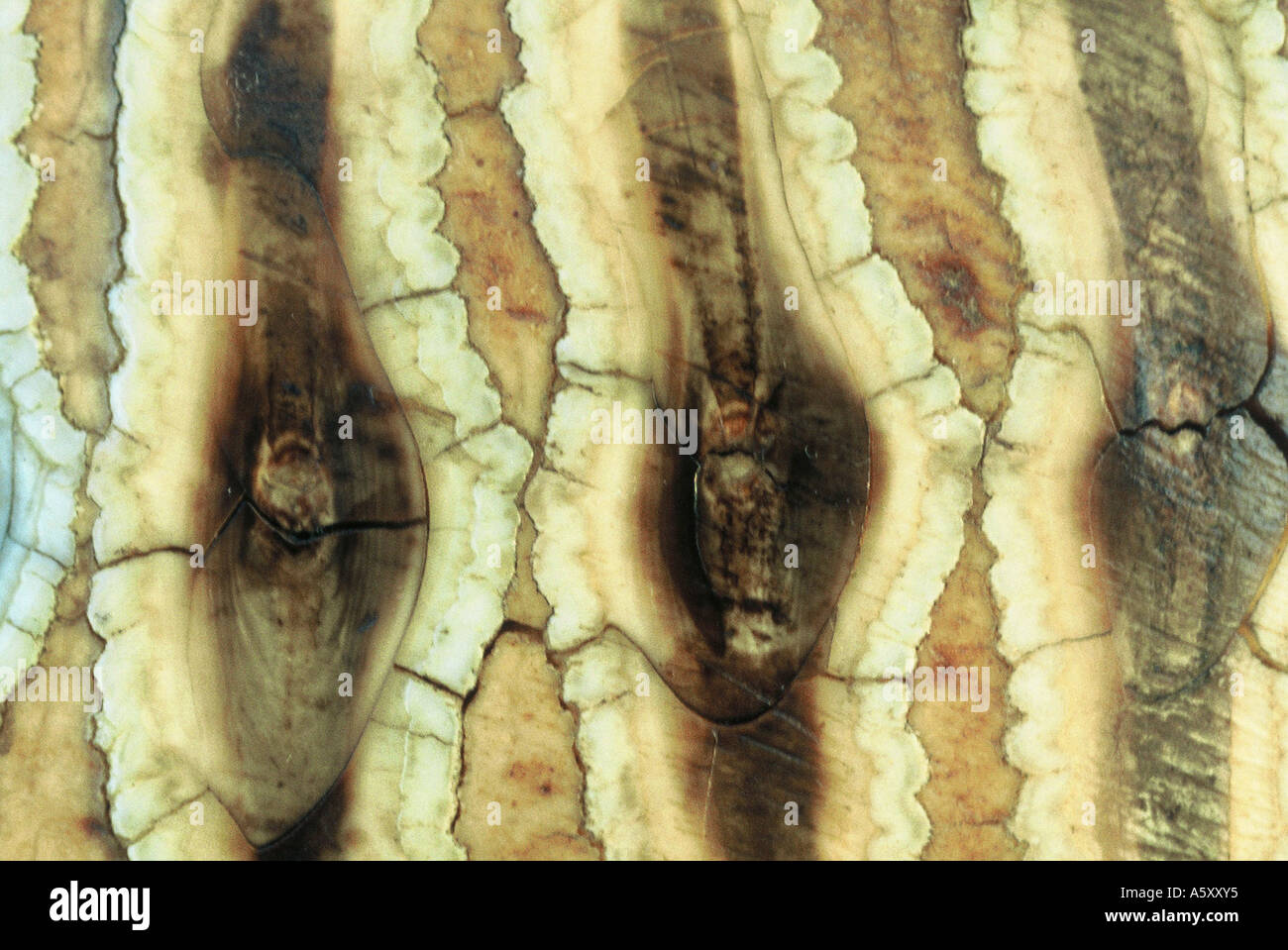 Elephant molar tooth hi-res stock photography and images - Alamy