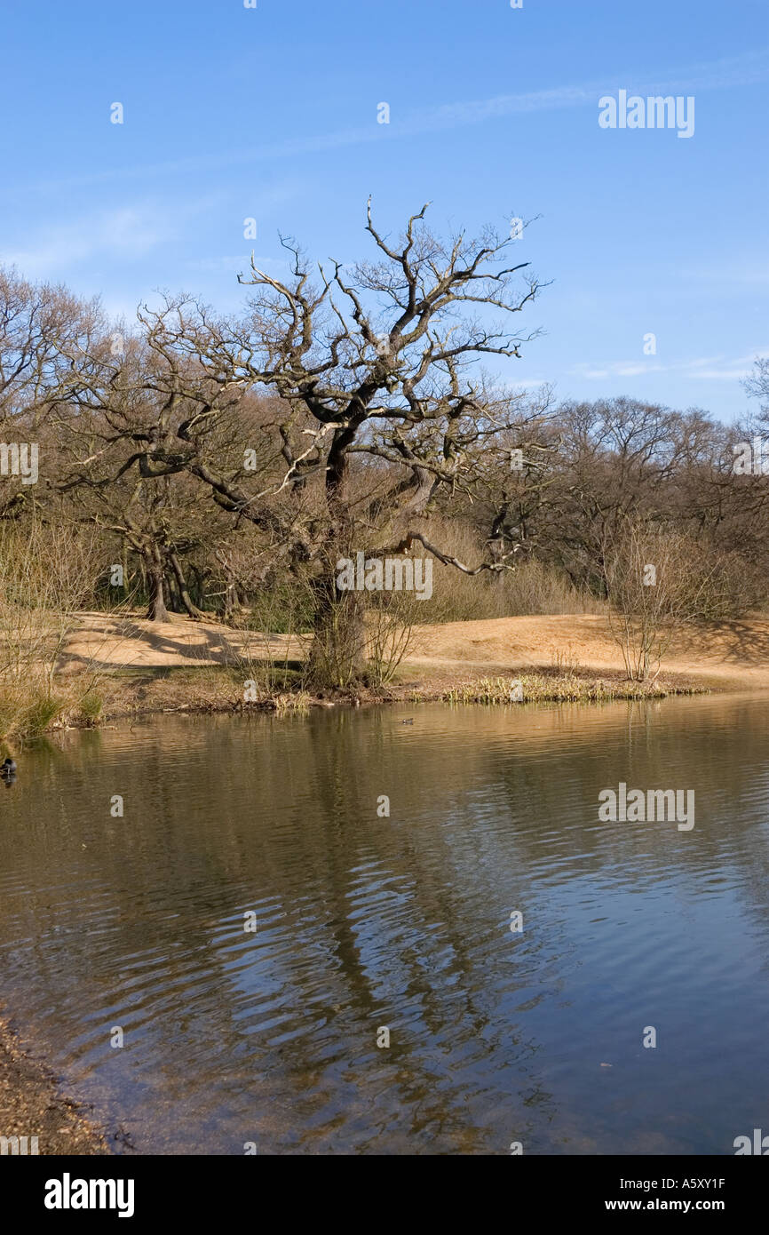 Twisted branches on a solitary tree hi-res stock photography and images ...