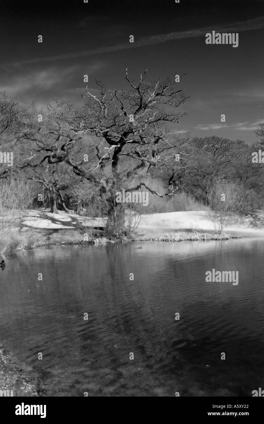 Barren tree dry branches Black and White Stock Photos & Images - Alamy