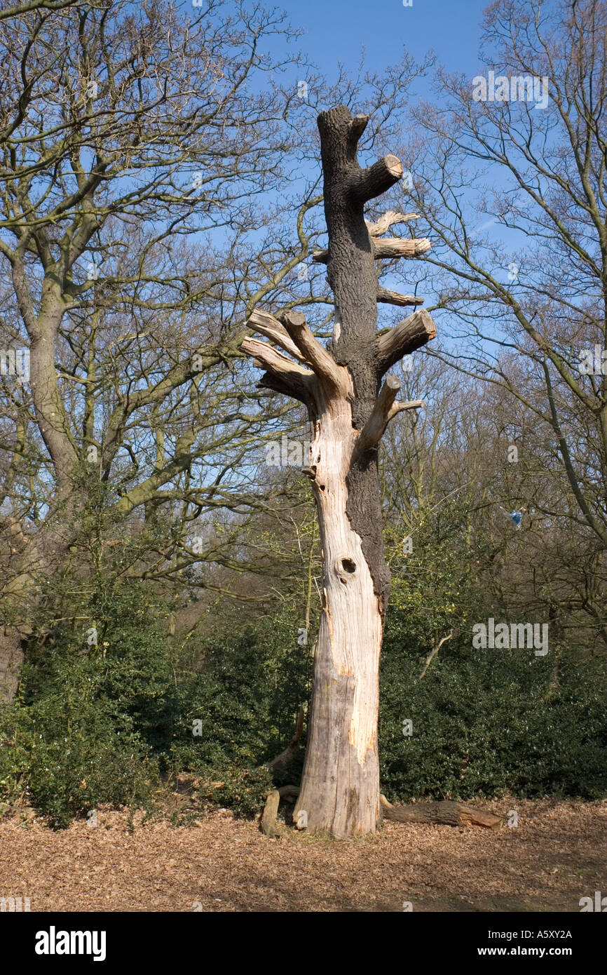 tall dead tree trunk with peeling bark which has had it s branches cut ...