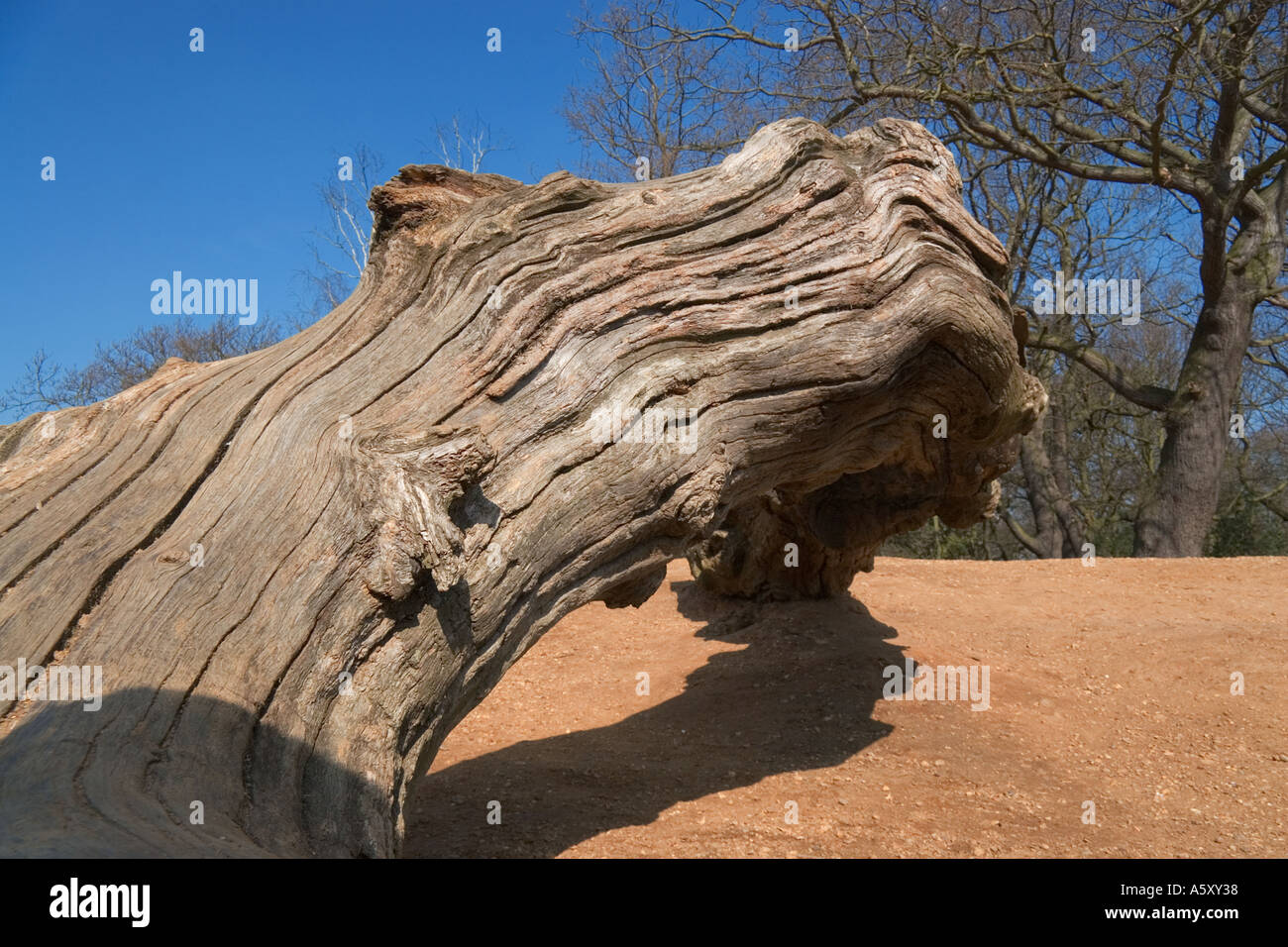 Dried tree trunk and branches hi-res stock photography and images - Alamy