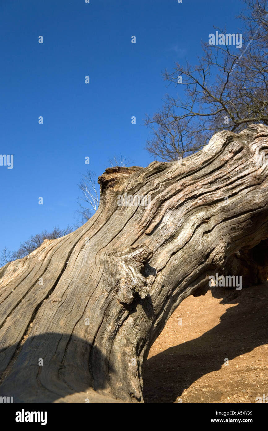 Dead tree lying on ground hi-res stock photography and images - Alamy