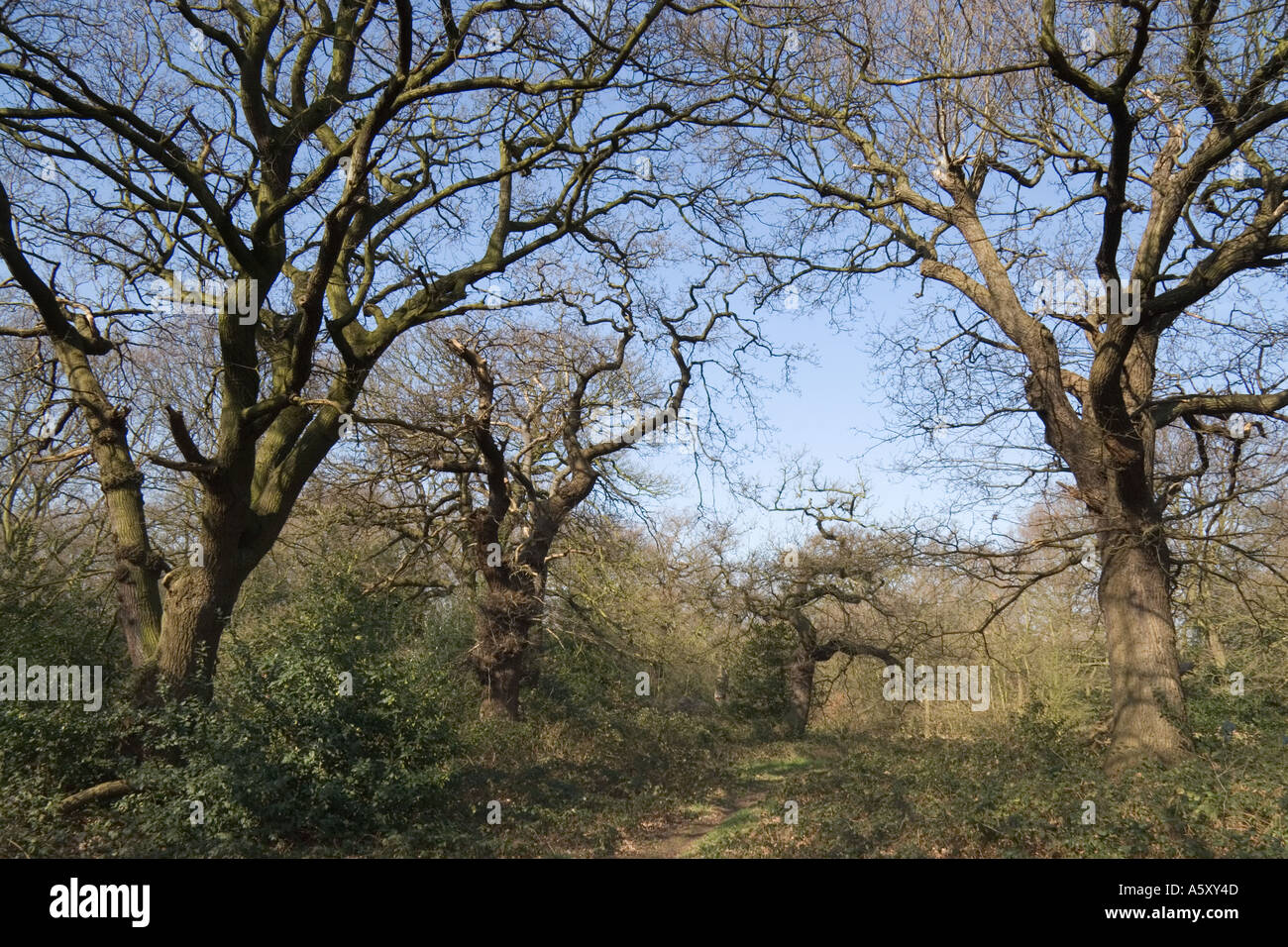 Heavily wooded hi-res stock photography and images - Alamy