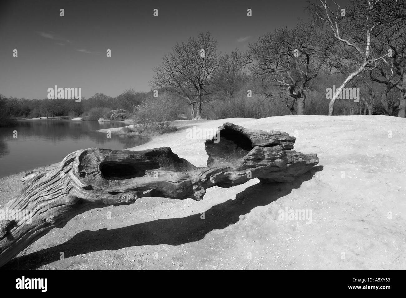 Hollow in trunk Black and White Stock Photos & Images - Alamy