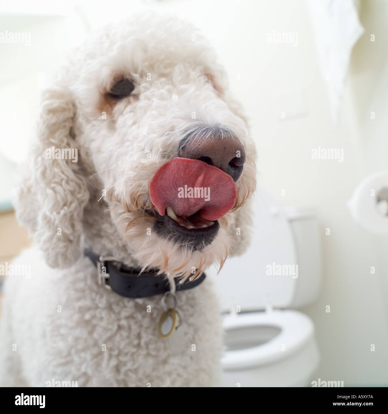 Poodle in bathroom Stock Photo - Alamy
