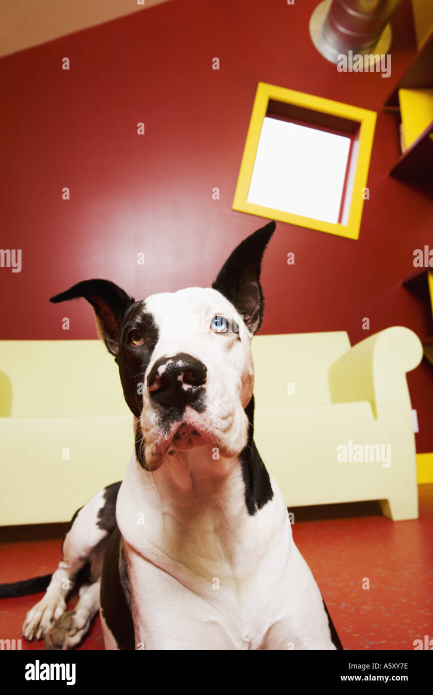 Great danes great dane hi-res stock photography and images - Alamy