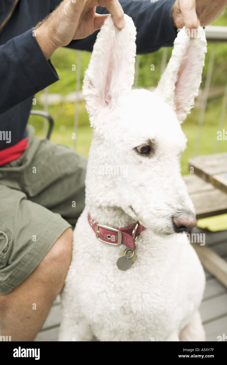Man holding up dog ears Stock Photo - Alamy