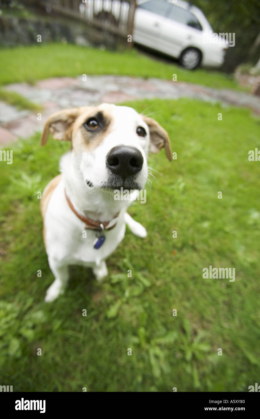 Curious dog looking at camera Stock Photo - Alamy