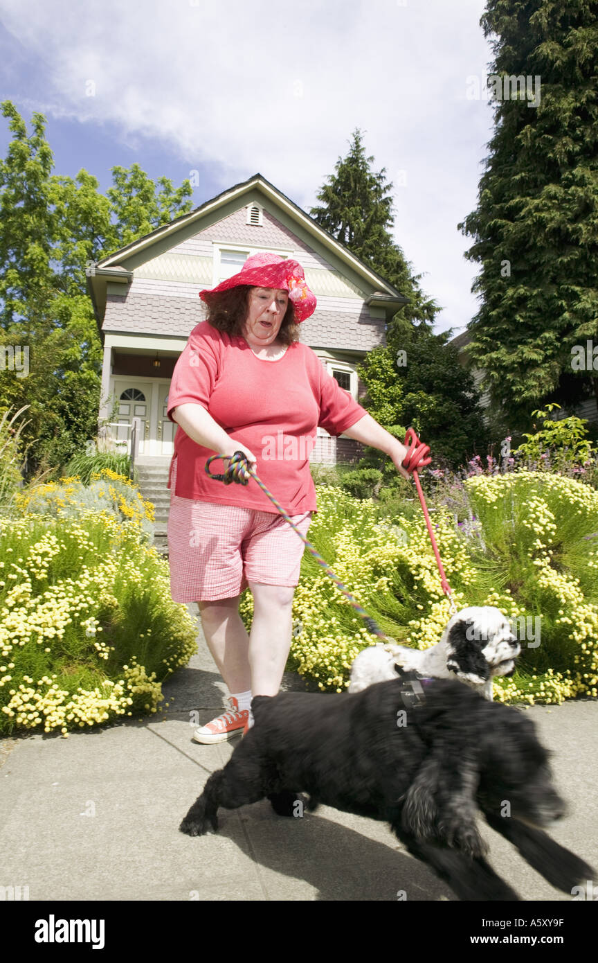 Woman walking Cocker Spaniels Stock Photo - Alamy