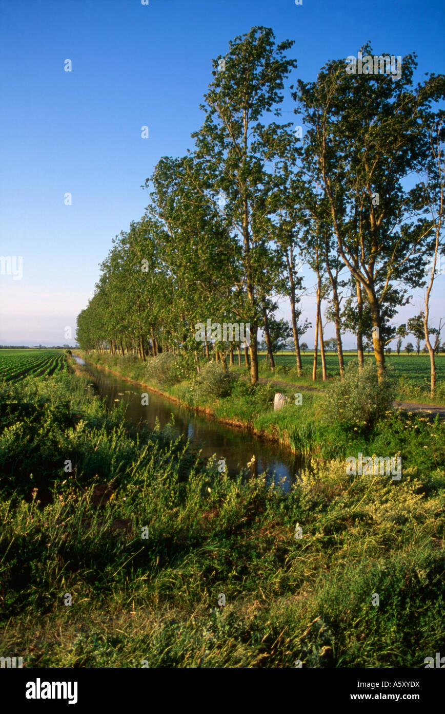 TREE LINED ROAD AND CANAL NEAR MARANS, WESTERN FRANCE Stock Photo - Alamy