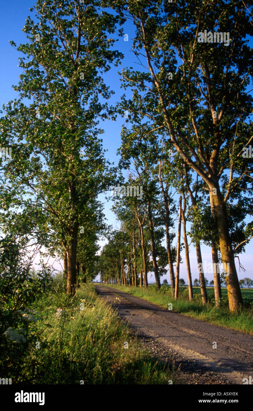 TREE LINED ROAD AND CANAL NEAR MARANS, WESTERN FRANCE Stock Photo - Alamy