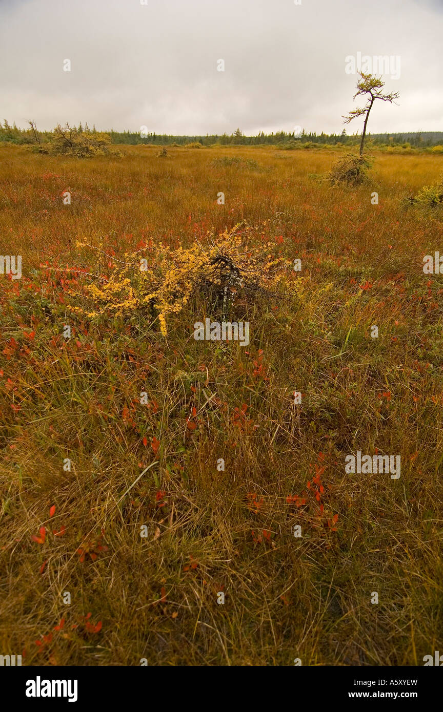 French Mountain Bog Cape Breton Highlands Nova Scotia Stock Photo - Alamy