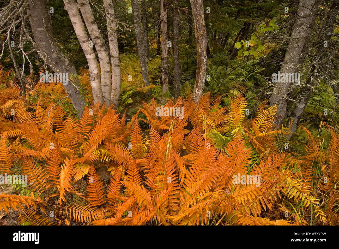 Ferns Cape Breton Highlands National Park Stock Photo - Alamy