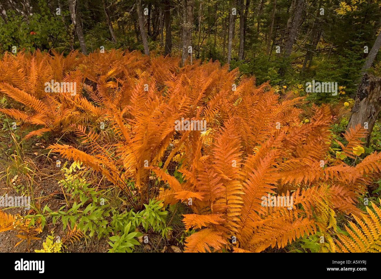 Ferns Cape Breton Highlands National Park Stock Photo - Alamy