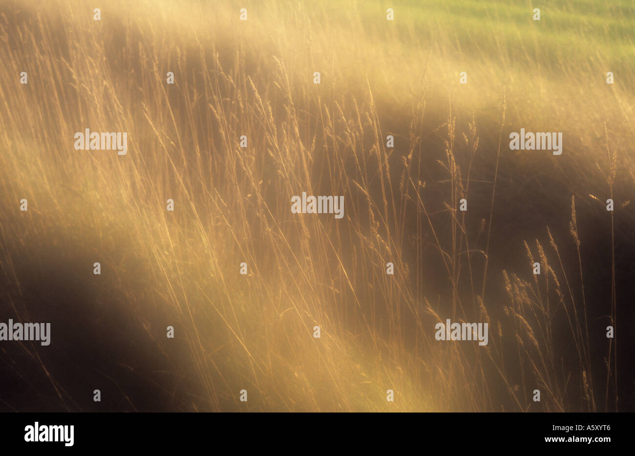 Monotone color palette hi-res stock photography and images - Alamy