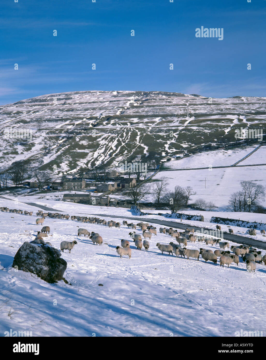 Sheep in winter, Yockenthwaite, Langstrothdale, upper Wharfedale ...