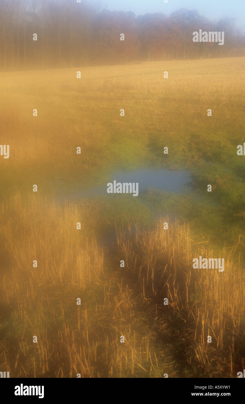 Atmospheric autumnal scene with cereal stubble grassy puddle English ...