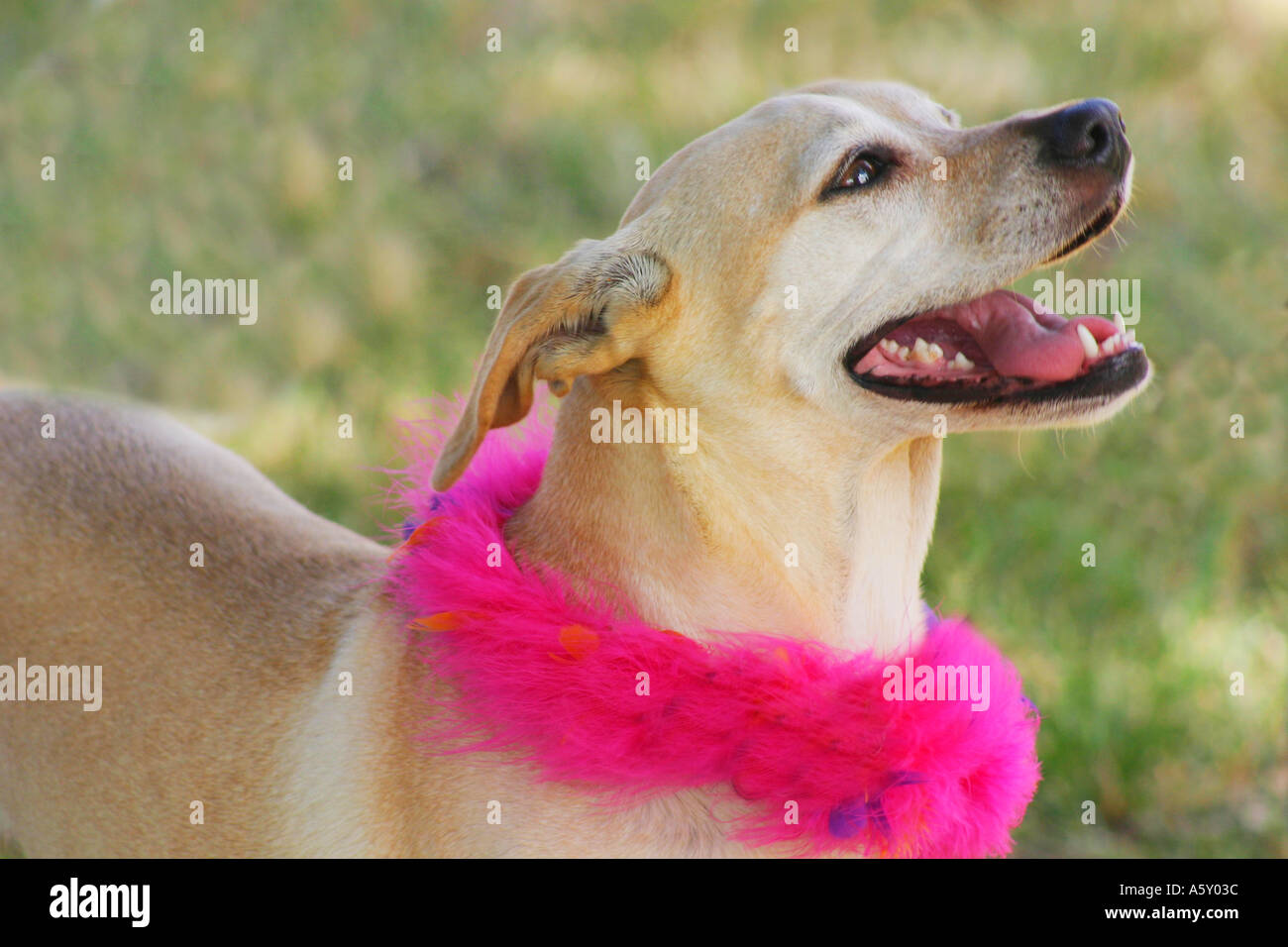 Happy dog in a park wears pink feather lei and seems to smile with ...