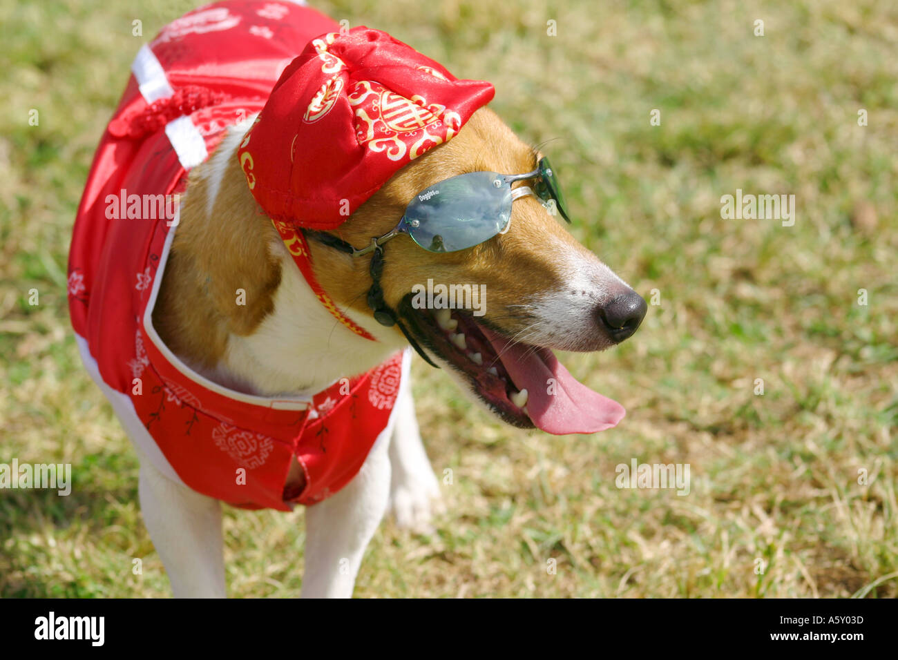 Pet wearing costume hi-res stock photography and images - Alamy