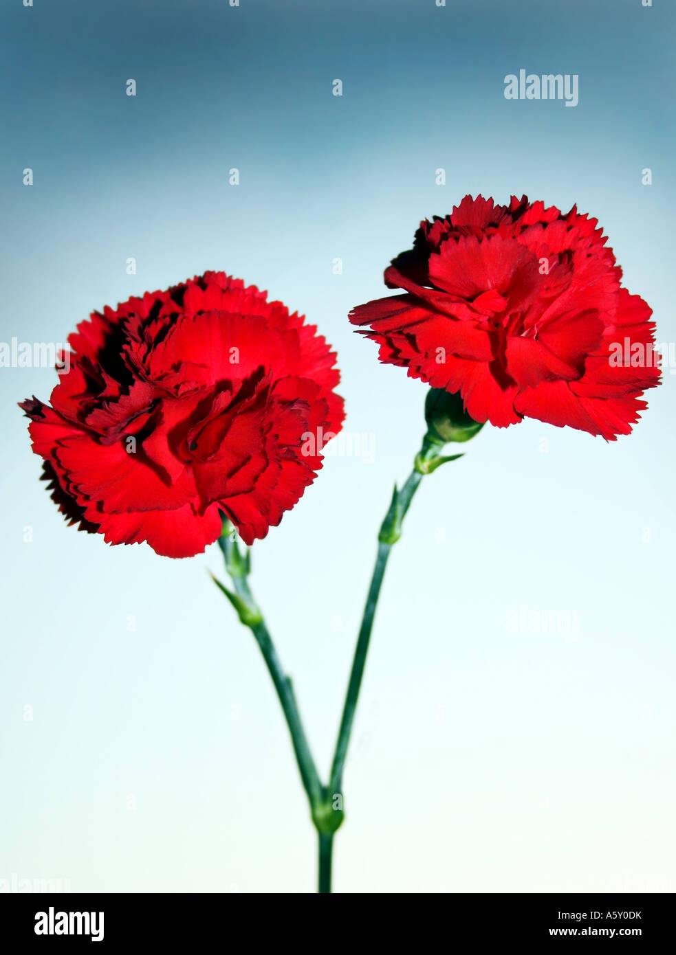 Carnations garden hi-res stock photography and images - Alamy