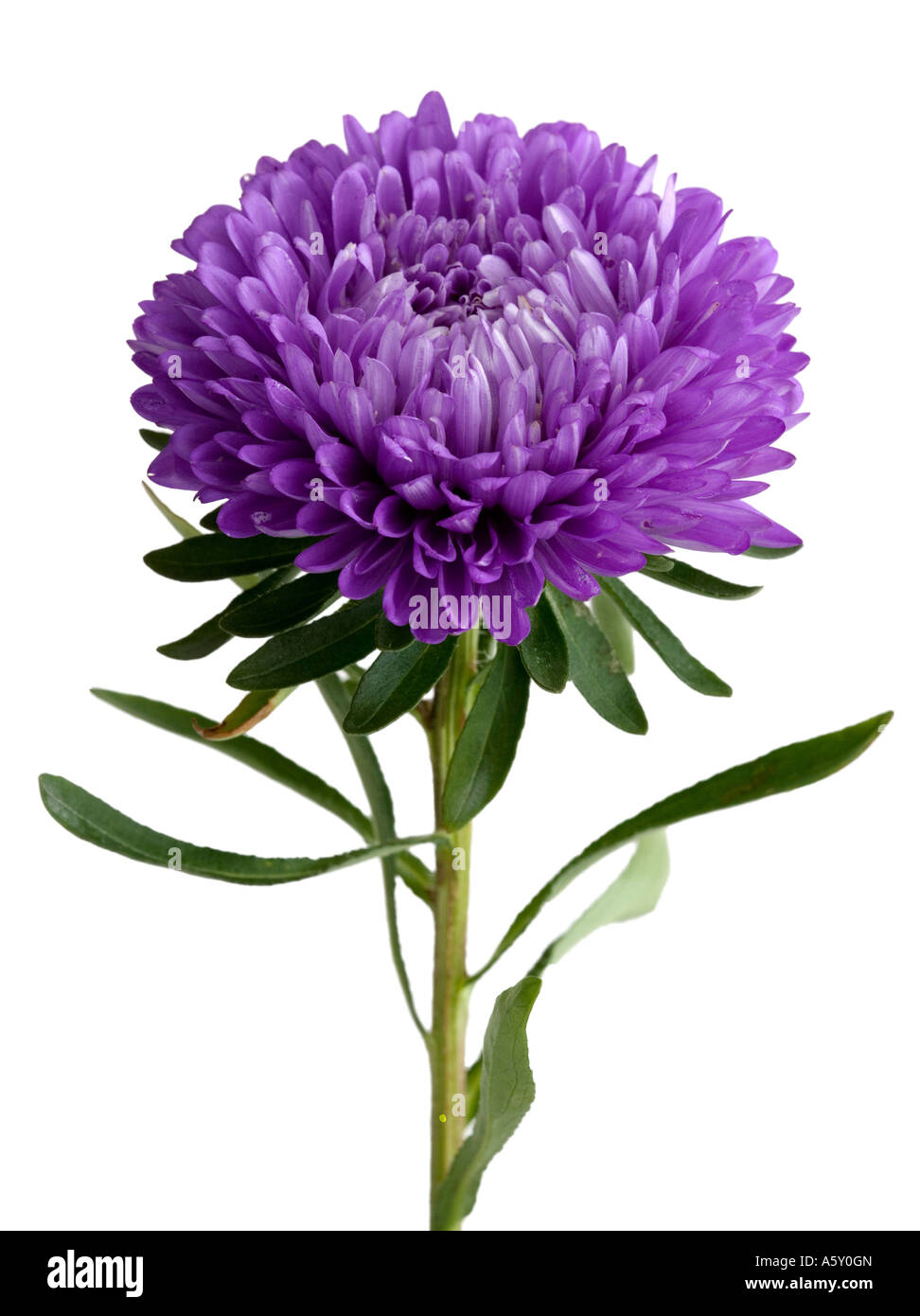 Chinese Aster (Callistephus chinensis Stock Photo - Alamy