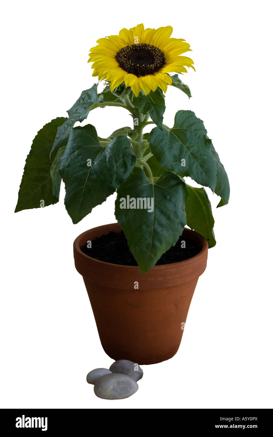 End symbol vertical hi-res stock photography and images - Alamy