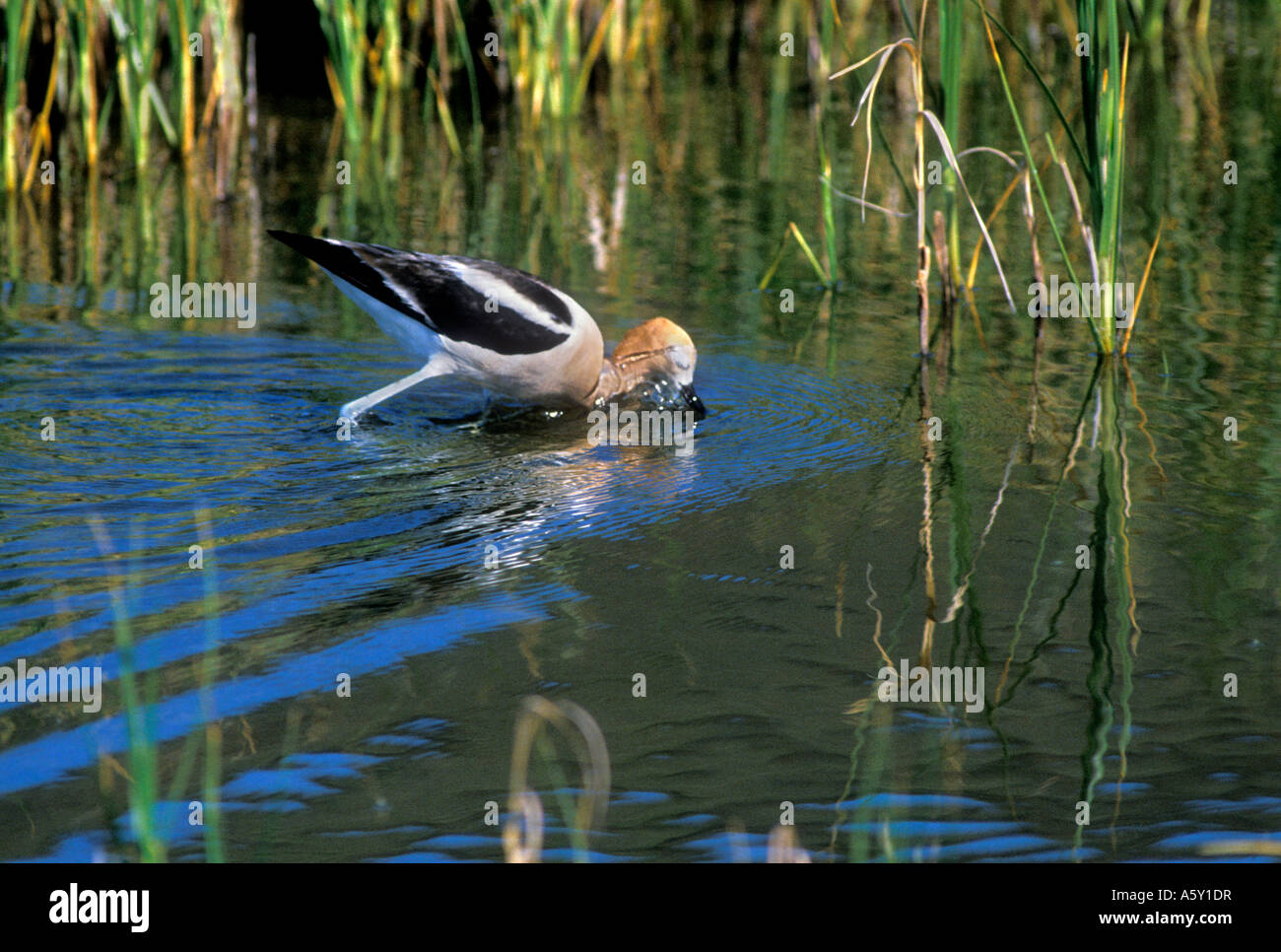 B-834 AMERICAN AVOCET FEEDING IN WATER Stock Photo - Alamy