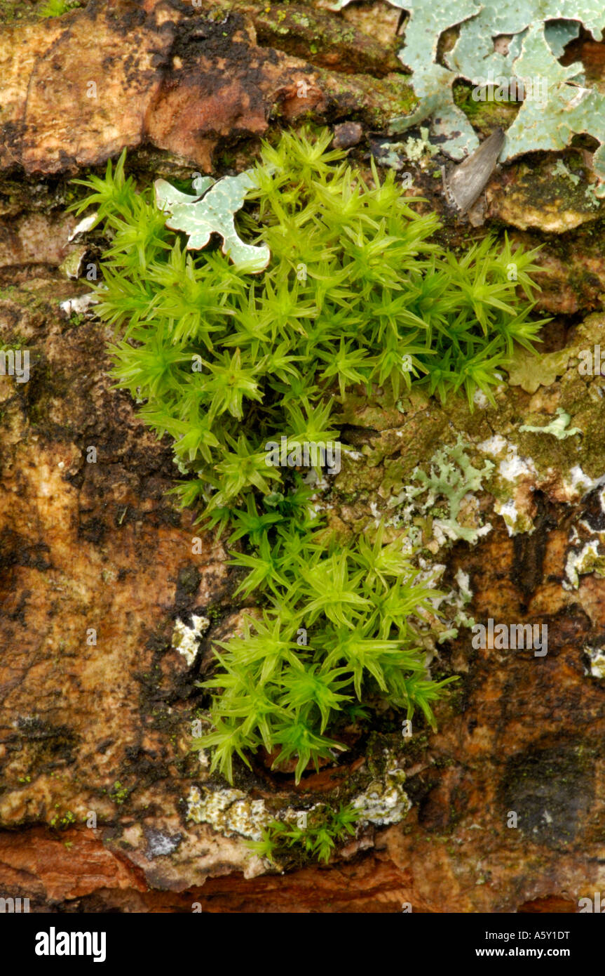 Hair moss hi-res stock photography and images - Alamy
