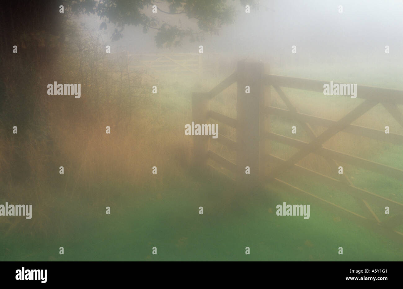 Atmospheric detail of a farm gate under misty oak tree with dried ...