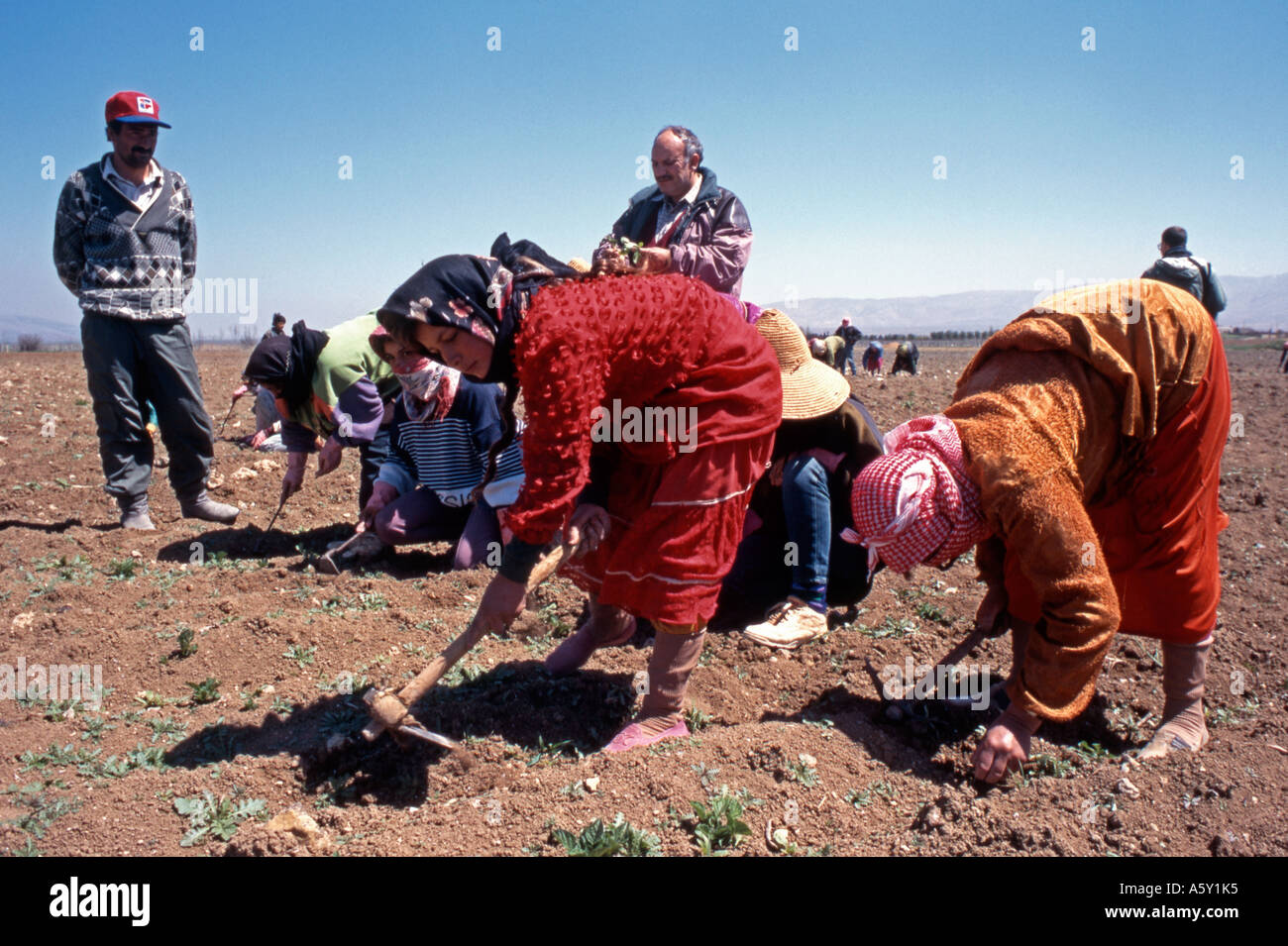 Agriculture, planting potatoes in The Bekaa valley Lebanon Stock Photo ...