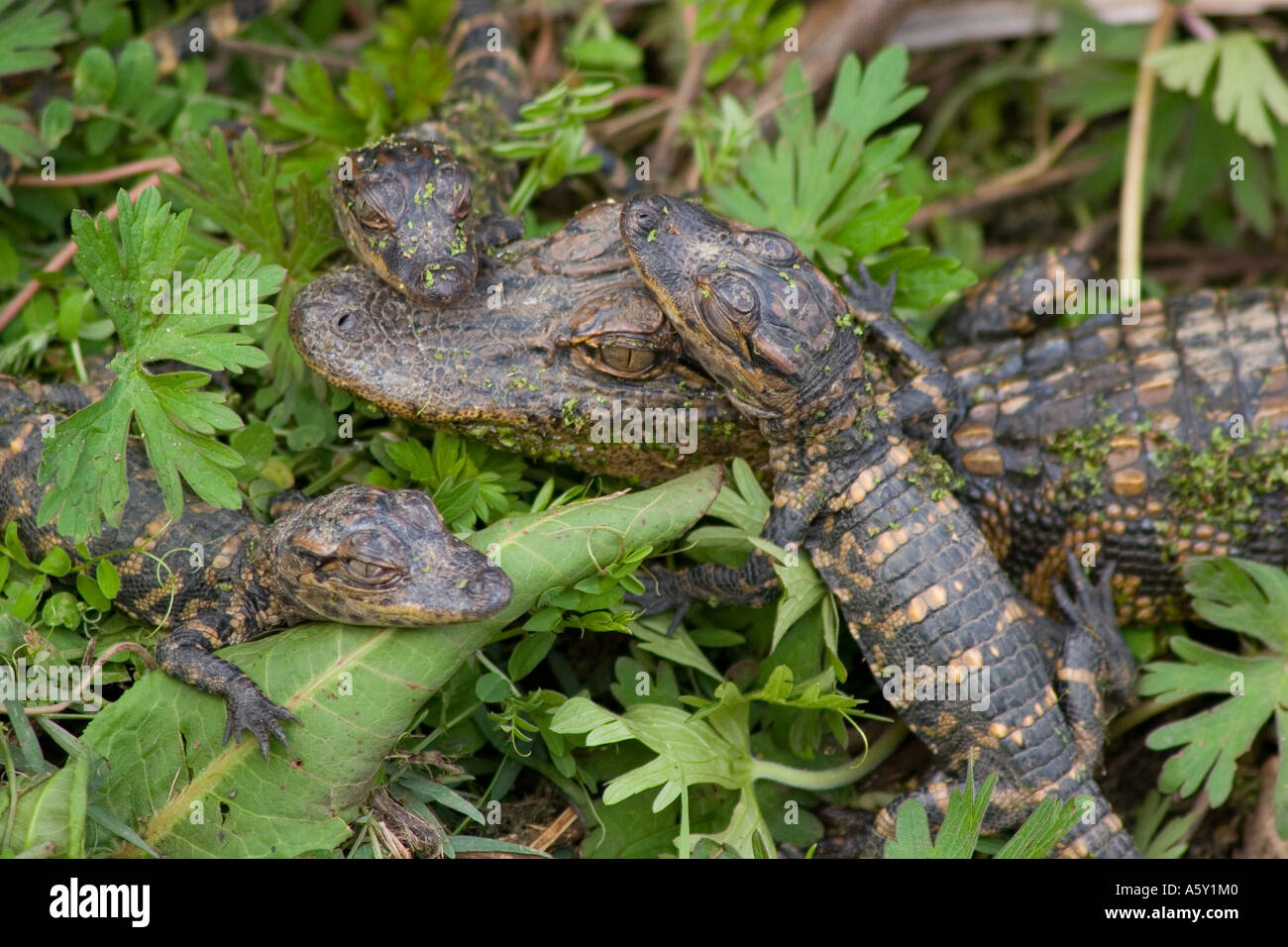 American Alligator Babies High Resolution Stock Photography and Images ...