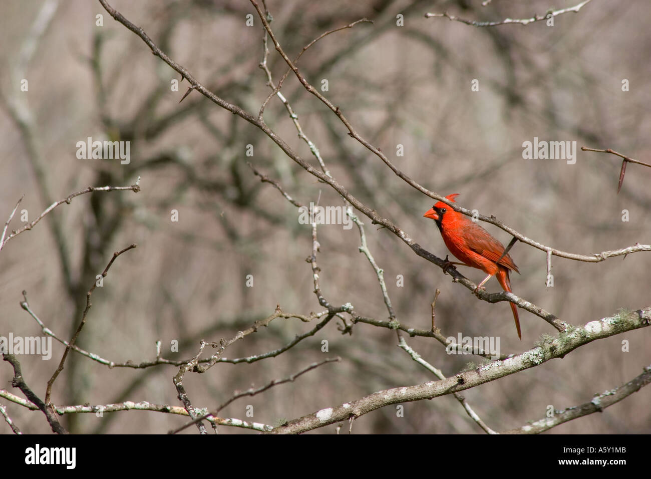 Eastern variety male hi-res stock photography and images - Alamy