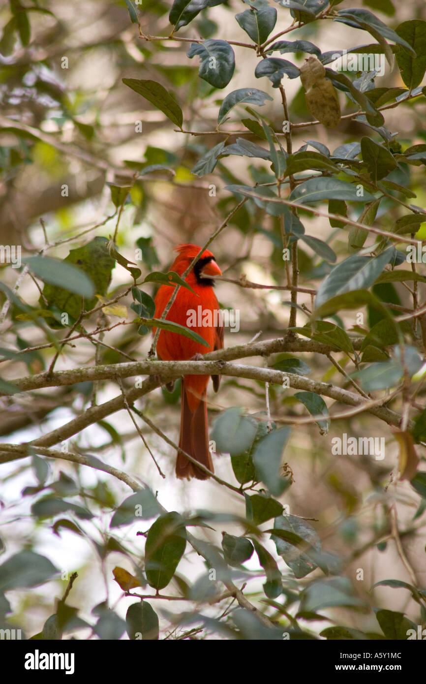 Eastern variety male hi-res stock photography and images - Alamy
