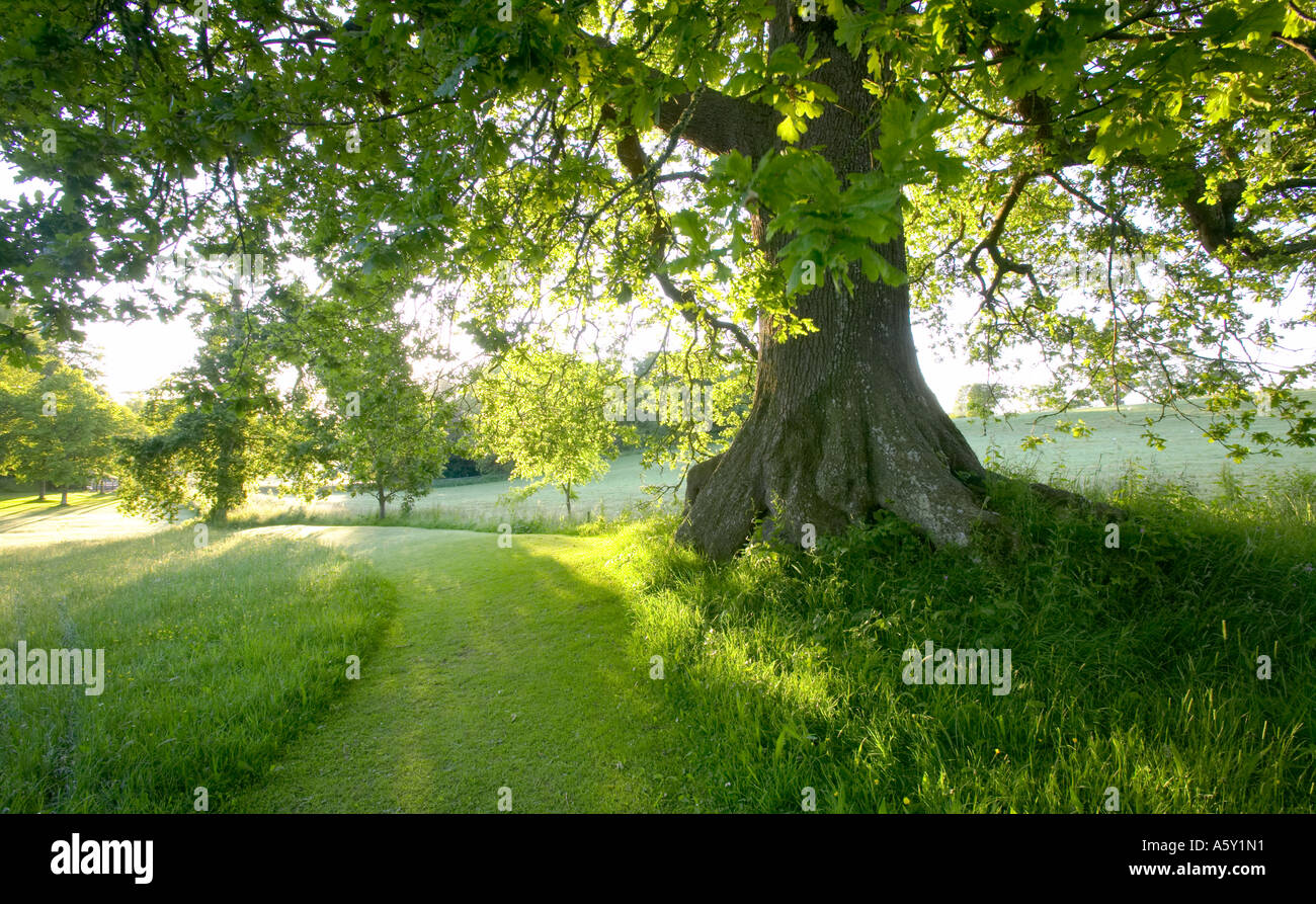 Summer morning in English country garden Stock Photo - Alamy