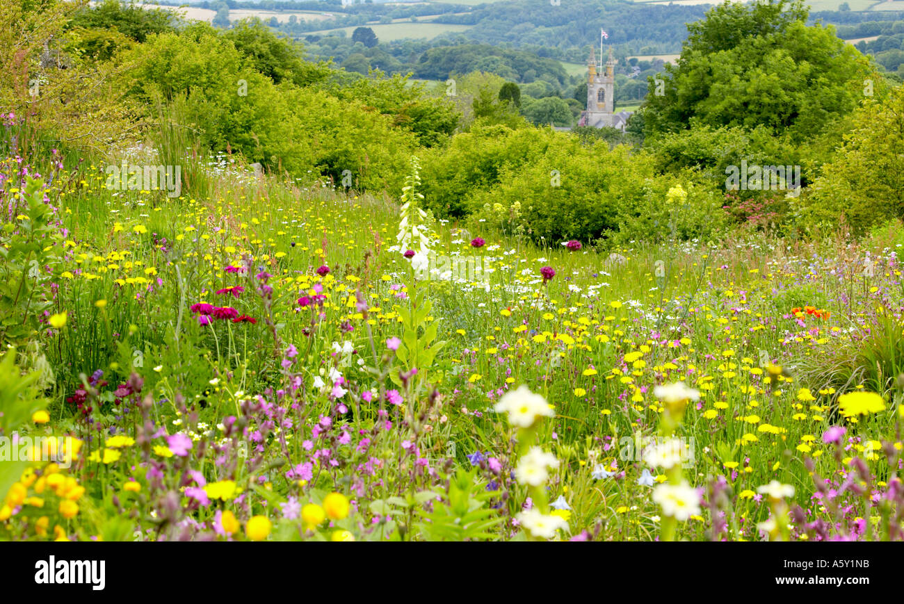 Wild flowers, English countryside, Devon Stock Photo - Alamy
