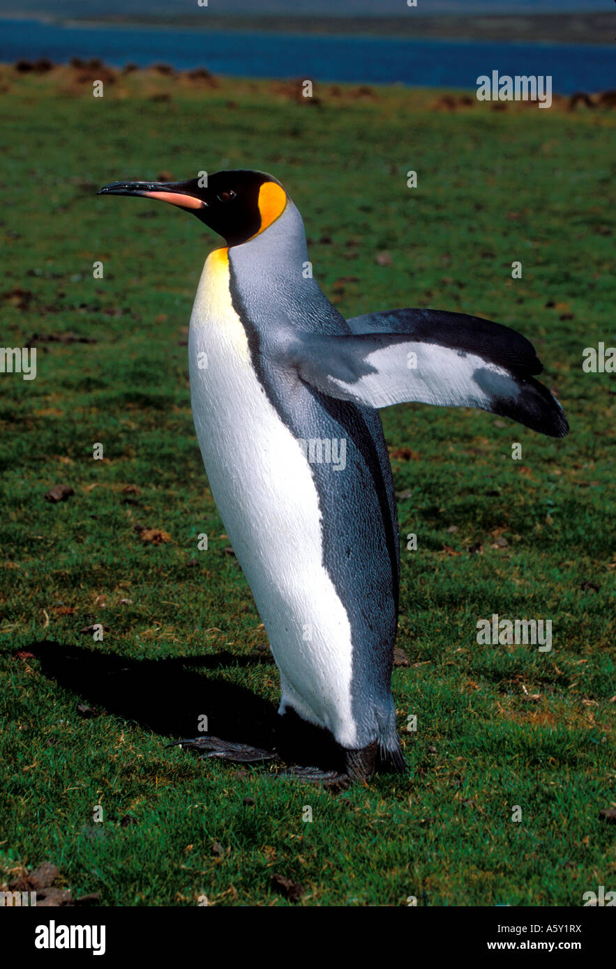 BP4-5 SIDE VIEW OF WALKING KING PENGUIN Stock Photo - Alamy