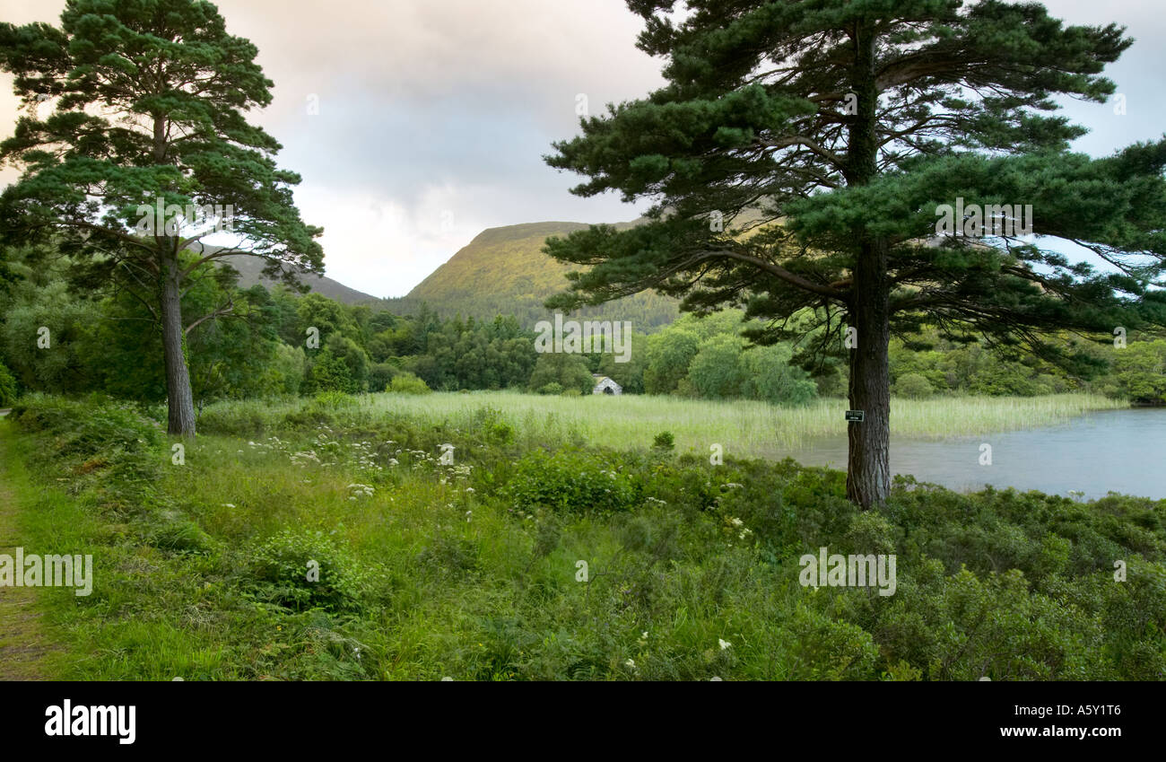 Sunset in Killarney National Park, Ireland Stock Photo - Alamy