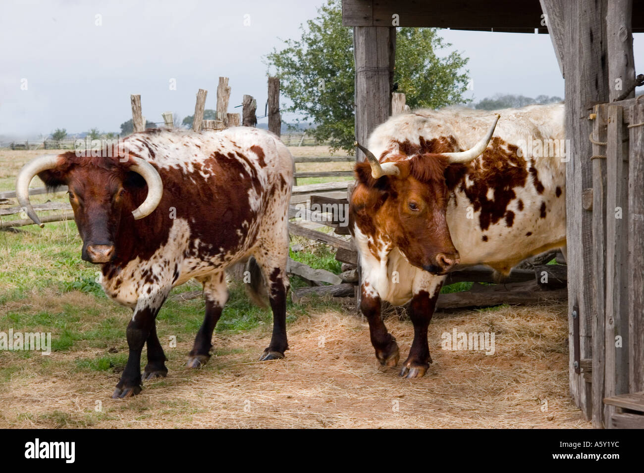 Enclosed pen hi-res stock photography and images - Alamy
