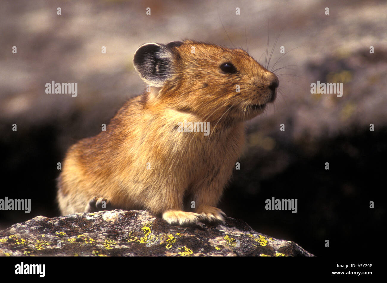 M-388 PICA ON ROCK Stock Photo - Alamy