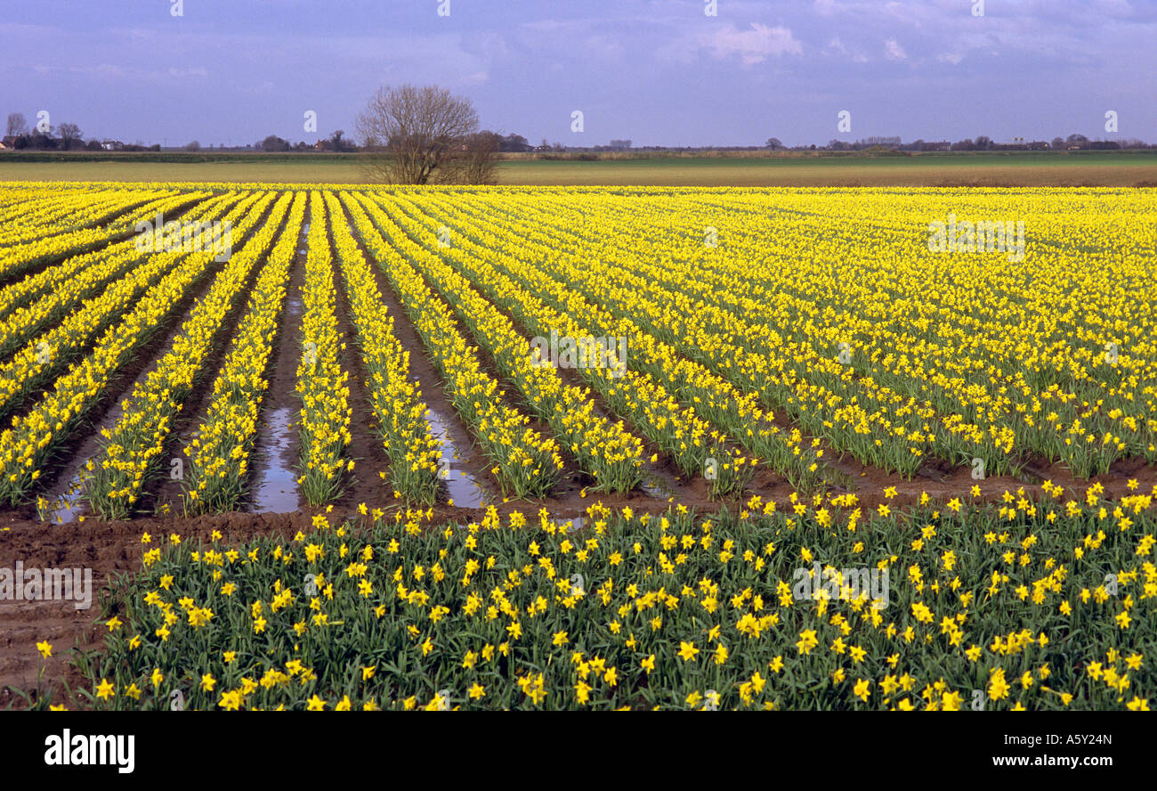 Holbeach Lincolnshire High Resolution Stock Photography and Images - Alamy